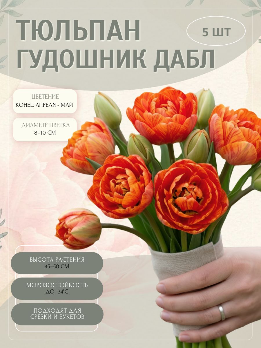 Тюльпан Гудошник Дабл, луковицы 5 шт.