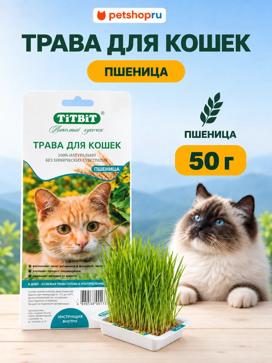 Травка для кошек (пшеница)