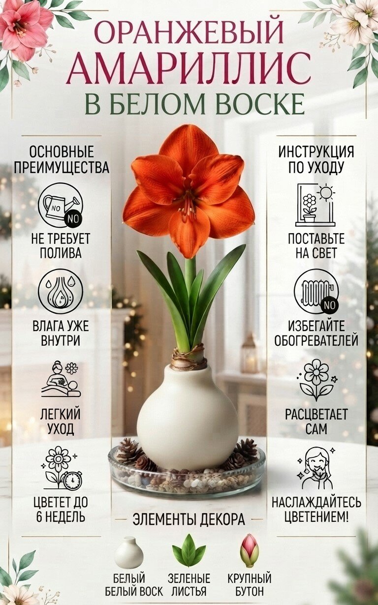 Оранжевый амариллис в белом воске — стильное и необычное растение