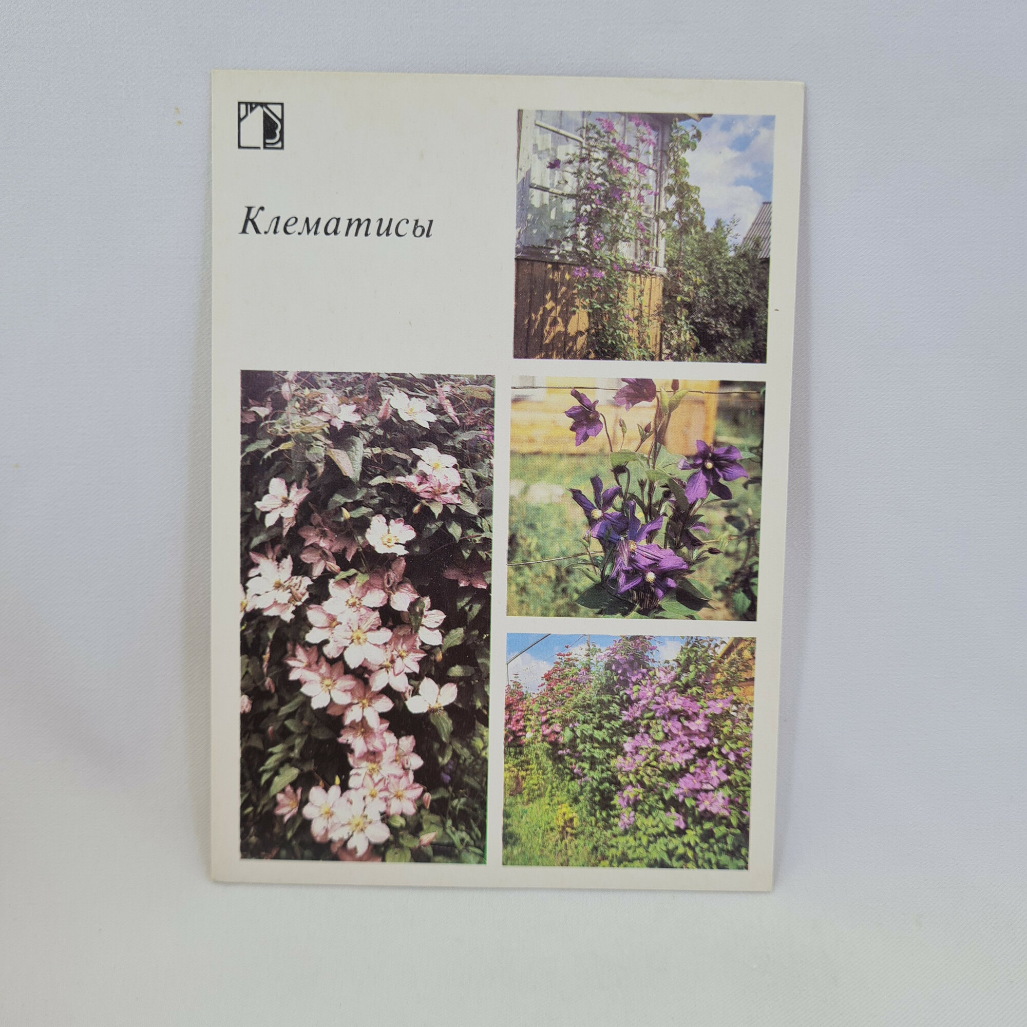 Открытка советская СССР. Цветущие клематисы, садовые лианы на фотографиях. Винтаж 1987 года