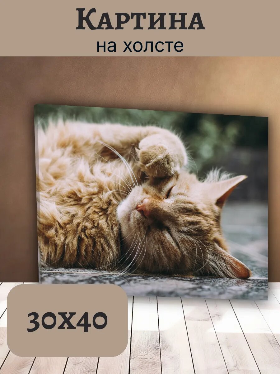Картина Кот Кошка Cat 30x40 спящий рыжий кот на природе