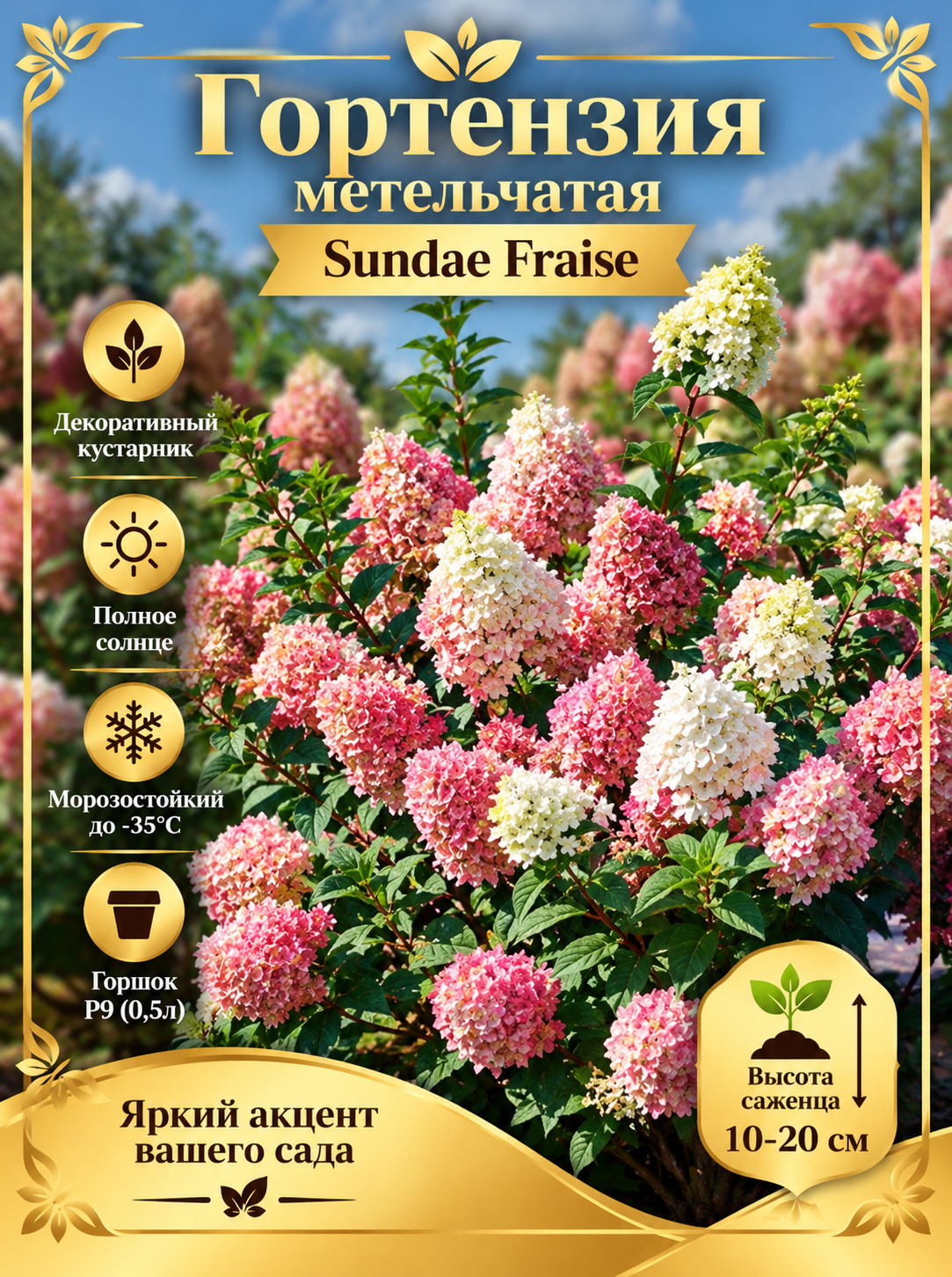 Гортензия метельчатая Sundae Fraise (Сандей Фрайз)