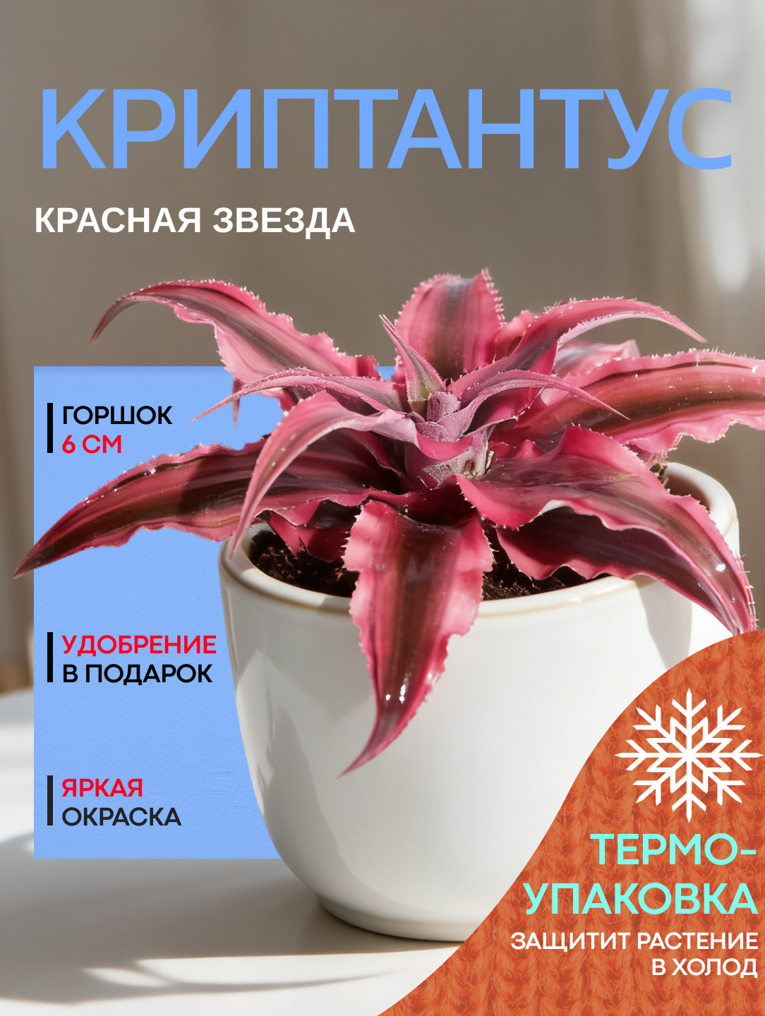 Криптантус Красная Звезда комнатный цветок в горшке живой