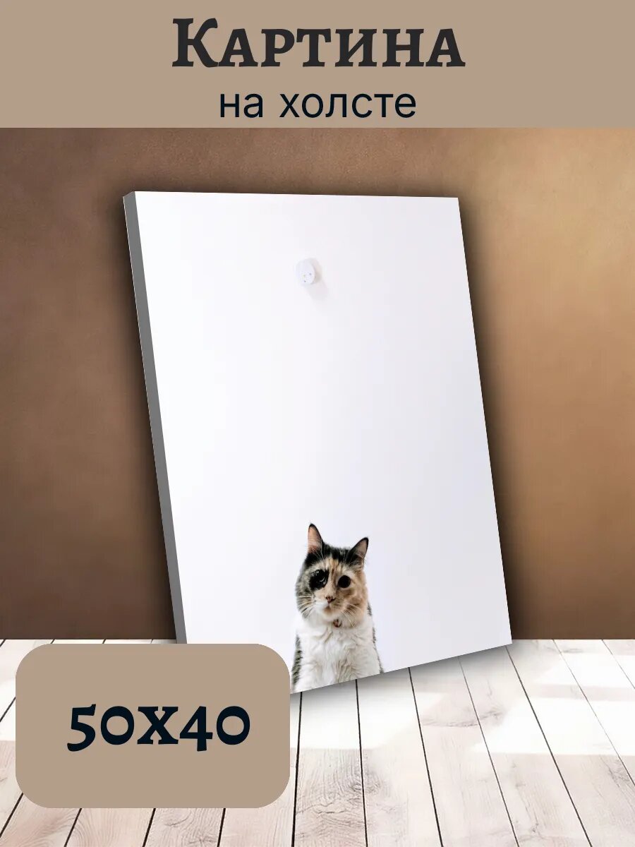 Картина Постер Кот Кошка Cat 40x50 трicolor