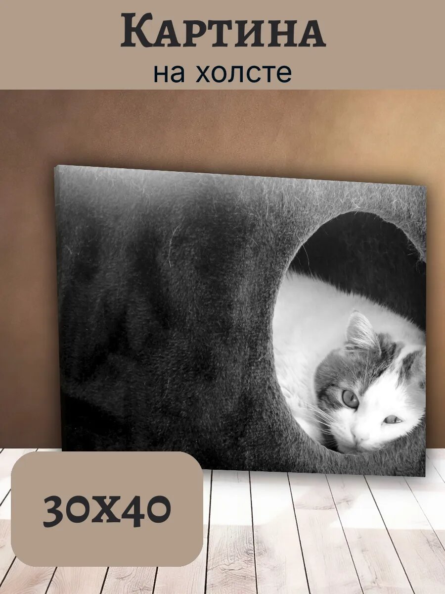 Картина Постер Кот Кошка Cat 30x40 черно-белый пушистый