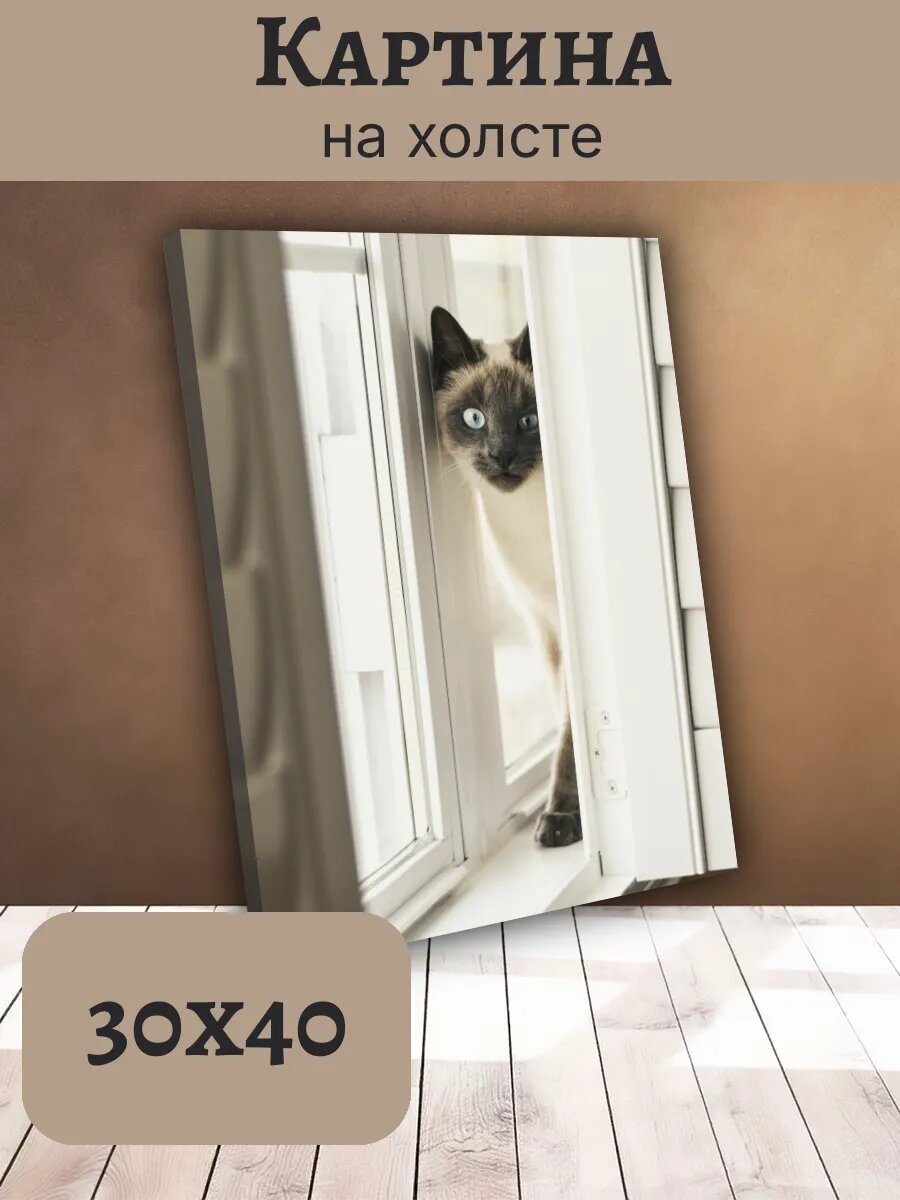 Картина Постер Кот Кошка Cat 30x40 сиамская из-за двери