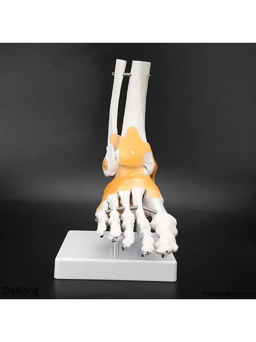 Модель скелета голеностопного сустава человека Bone / Модель стопы человека 1:1