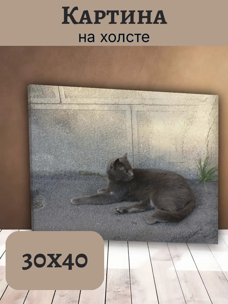 Картина Кот Кошка Cat 30x40 серая на бетоне с травой