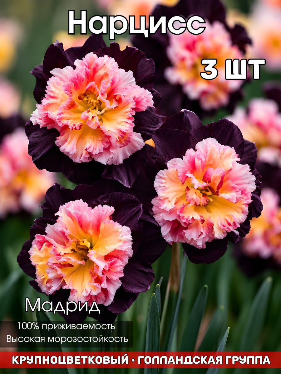 Нарцисс Мадрид луковицы 3 шт