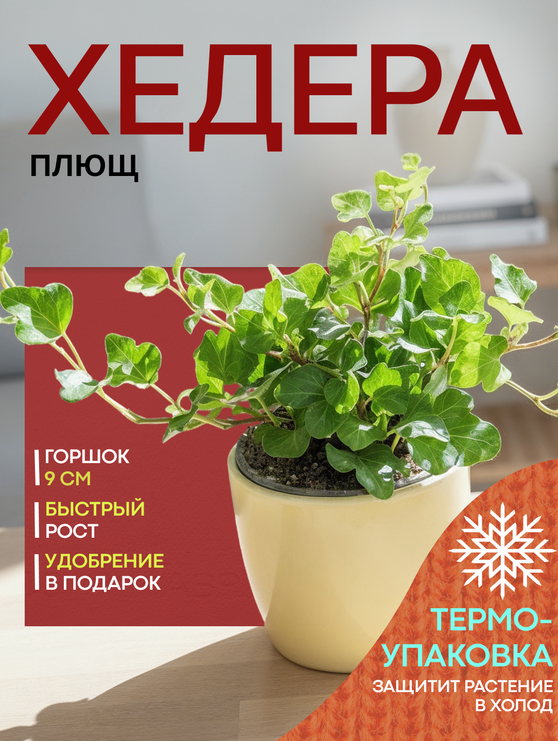 Плющ Хедера комнатный цветок в горшке живой
