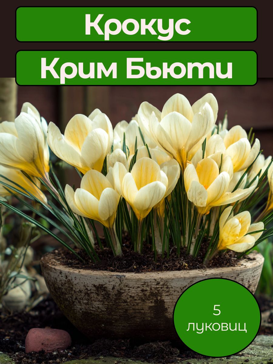 Луковицы Крокус Крим Бьюти 5 шт