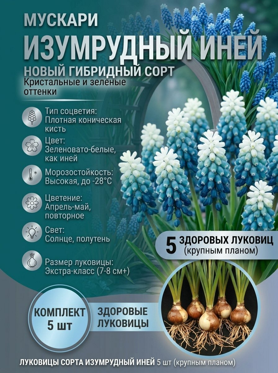 Мускари луковицы многолетние Изумрудный Иней 5шт