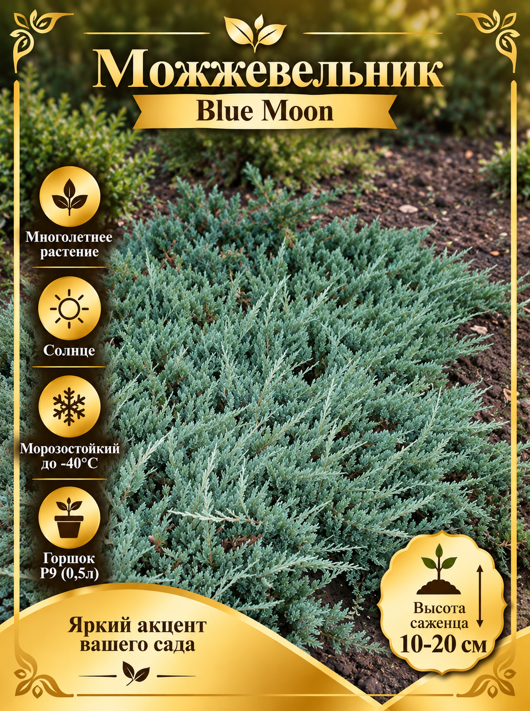 Можжевельник Blue Moon (Блю Мун)