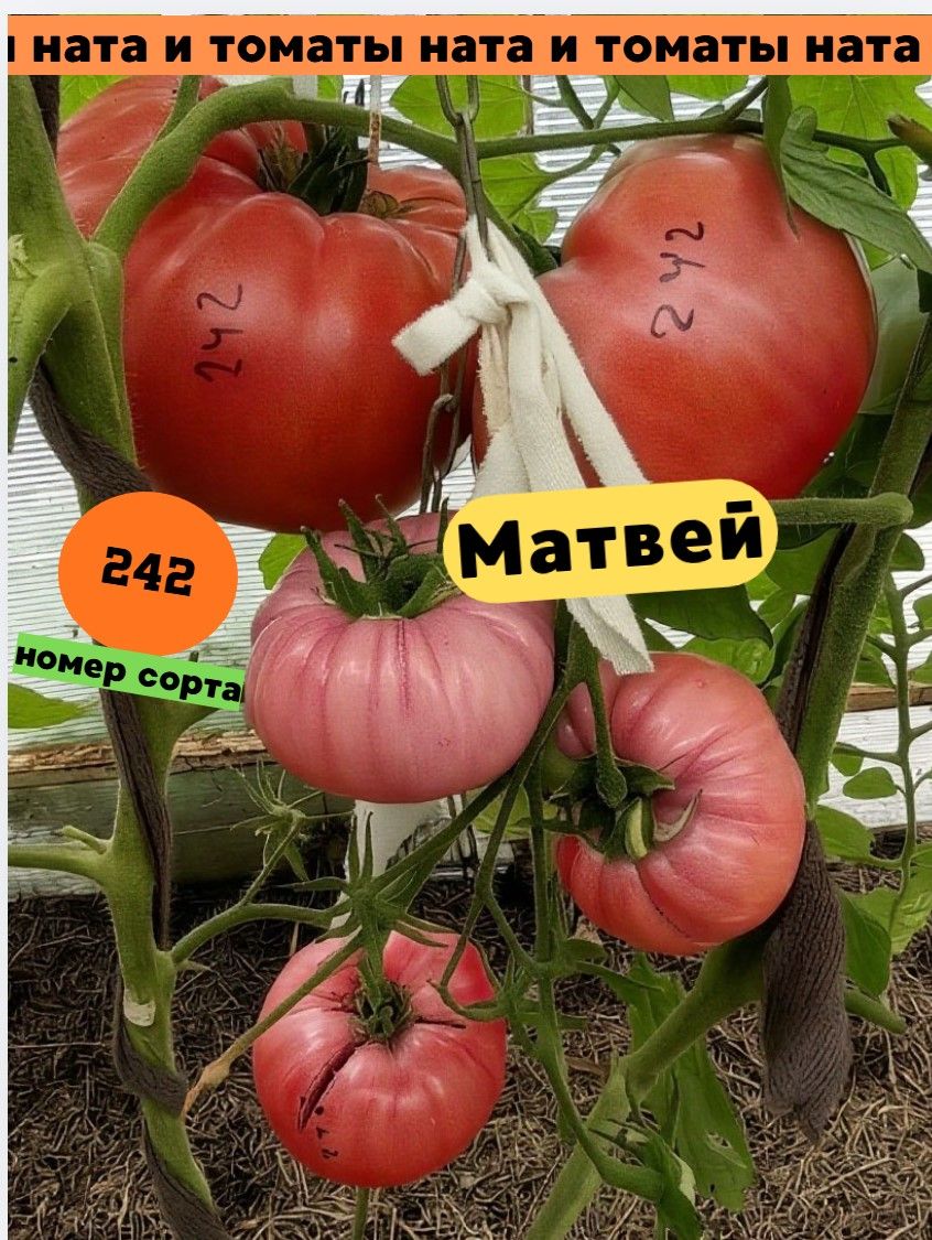 Семена томата Матвей. Томат с громадными плодами, редкий сорт (Коллекционный )10 шт