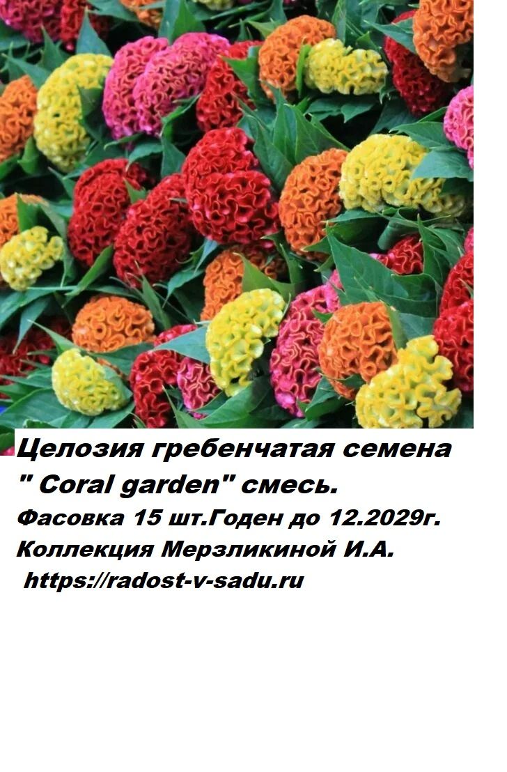 Целозия гребенчатая "Coral garden"cмесь. Семена,15 штук