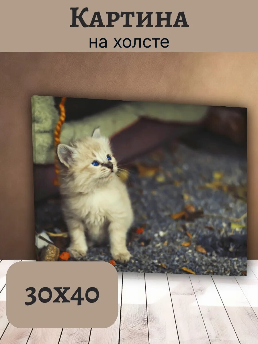 Картина Кот Кошка Cat 30x40 пушистый котенок с голубыми