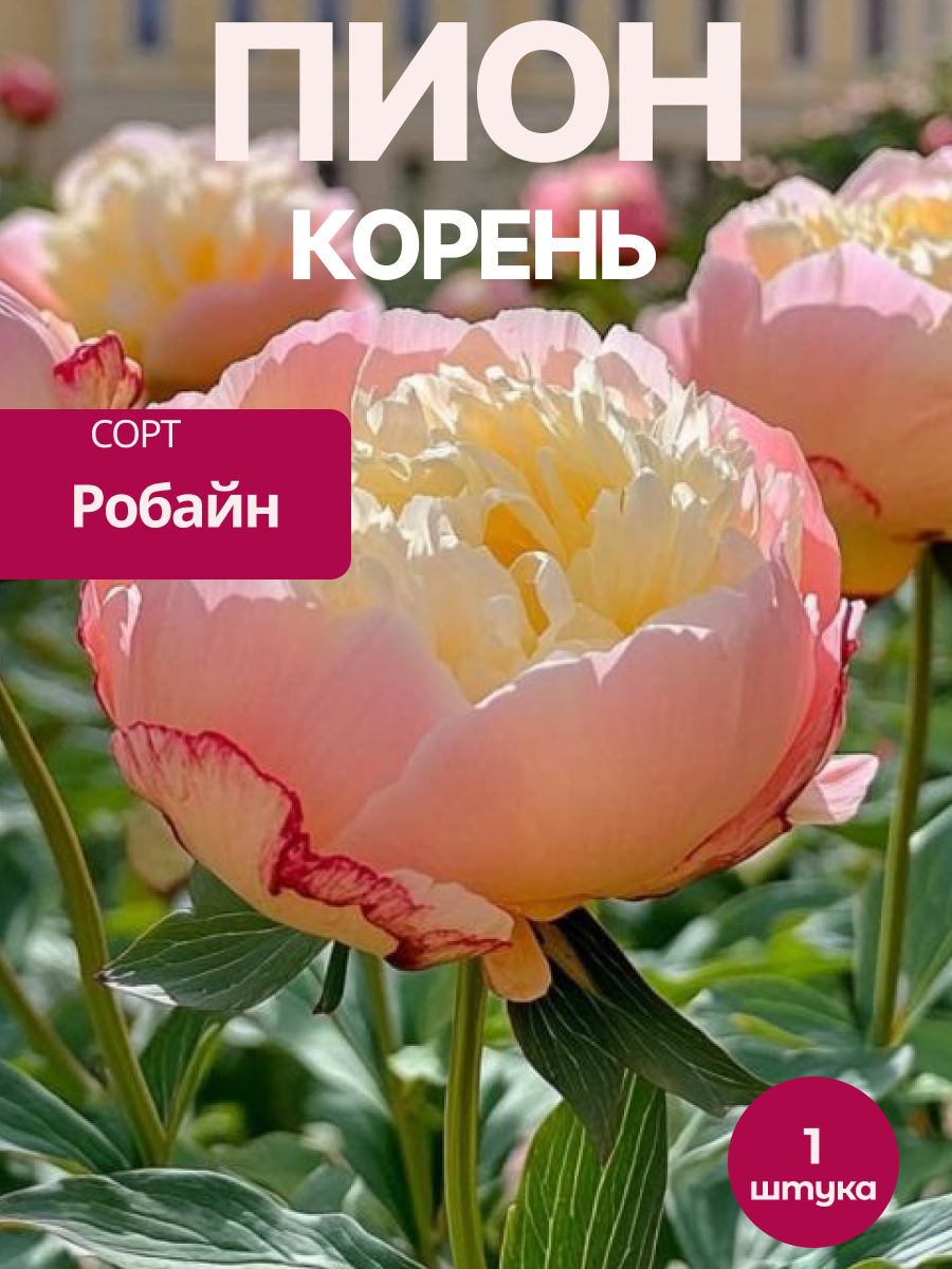 Пион Робайн корень 1 шт