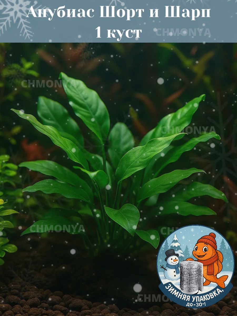 Аквариумное растение Анубиас бартера Шорт и Шарп (Anubias Short & Sharp), живое аквариумное растение 1 куст