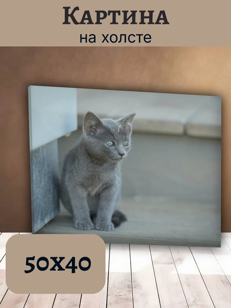 Картина Постер Кот Кошка Cat 40x50 серый котенок