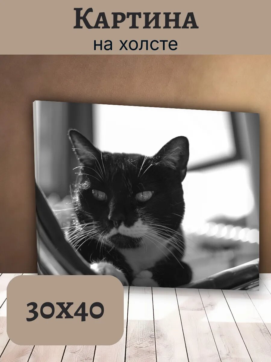 Картина Постер Кот Кошка Cat 30x40 черный с белым