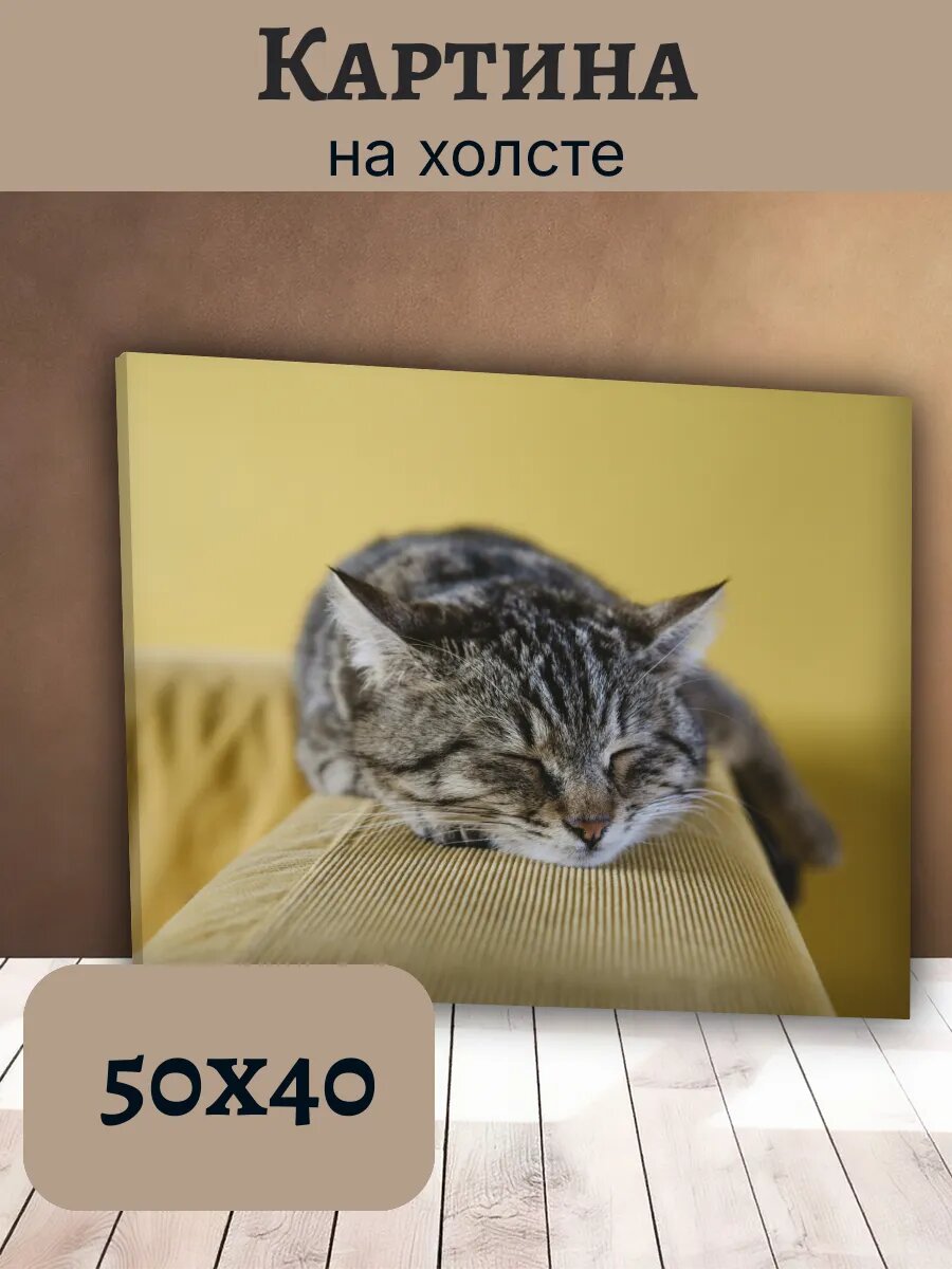 Картина Постер Кот Кошка Cat 40x50 спящий Полосатый Табби