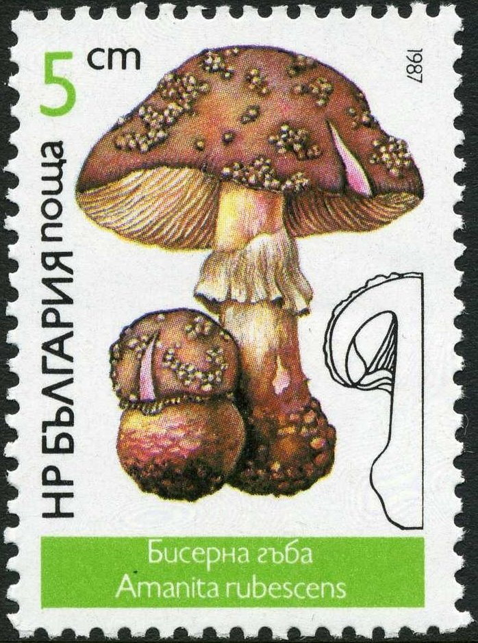 (1987-006) Марка Болгария "Мухомор" Грибы III
