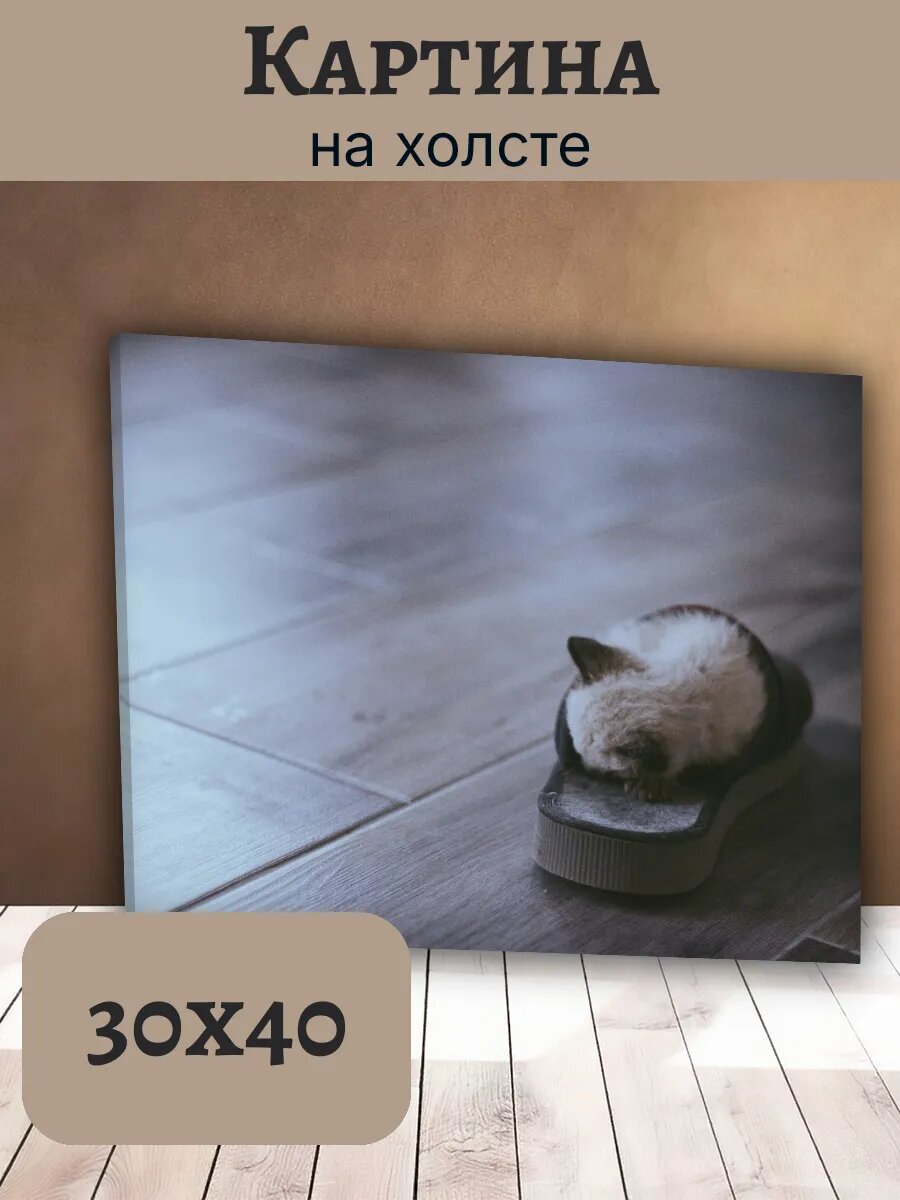 Картина Кот Кошка Cat 30x40 спящий котенок в тапке