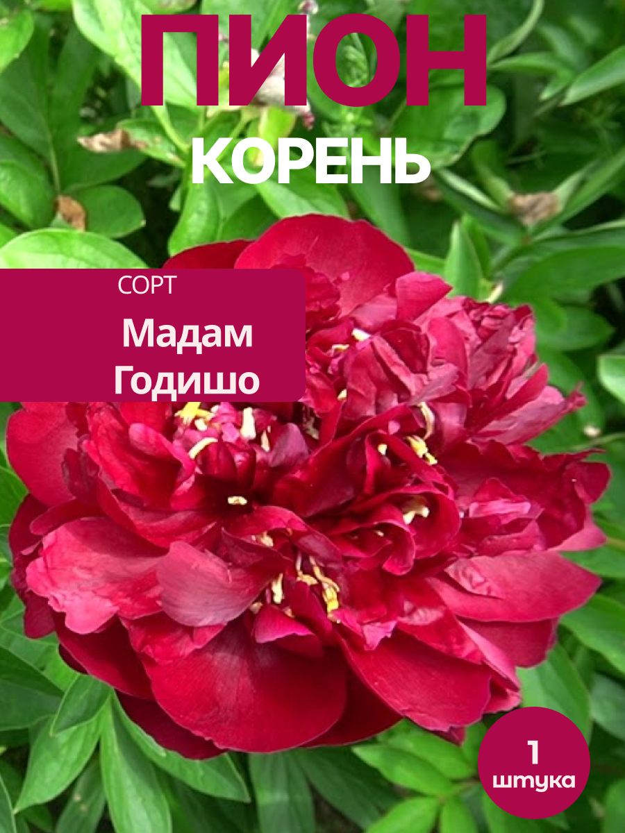 Пион Мадам Годишо корень 1 шт