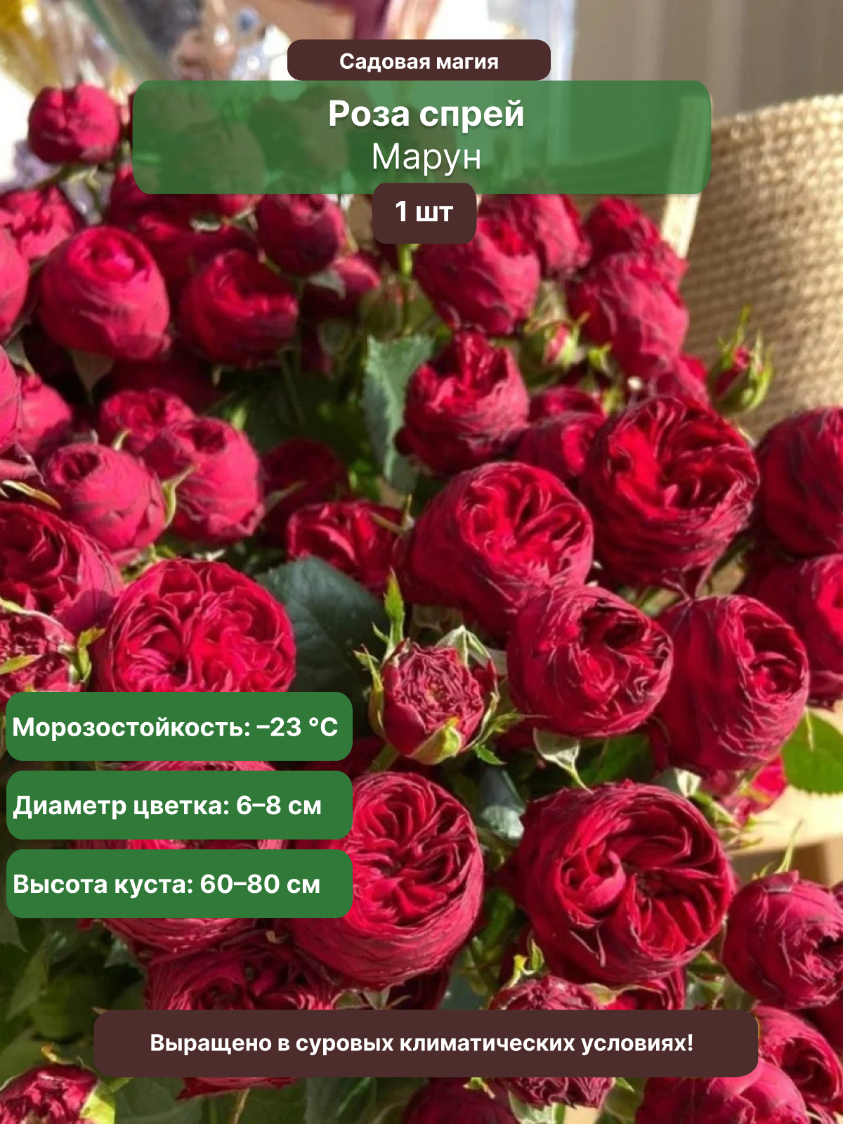 Роза спрей Марун (Marun) , 1 саженец , многолетняя , красная