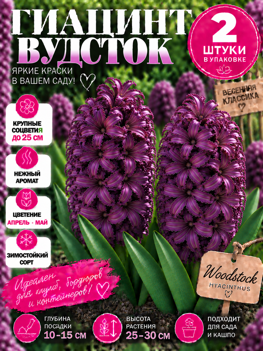 Луковицы Гиацинта Многолетние растения Гиацинт в кашпо Луковичные растения