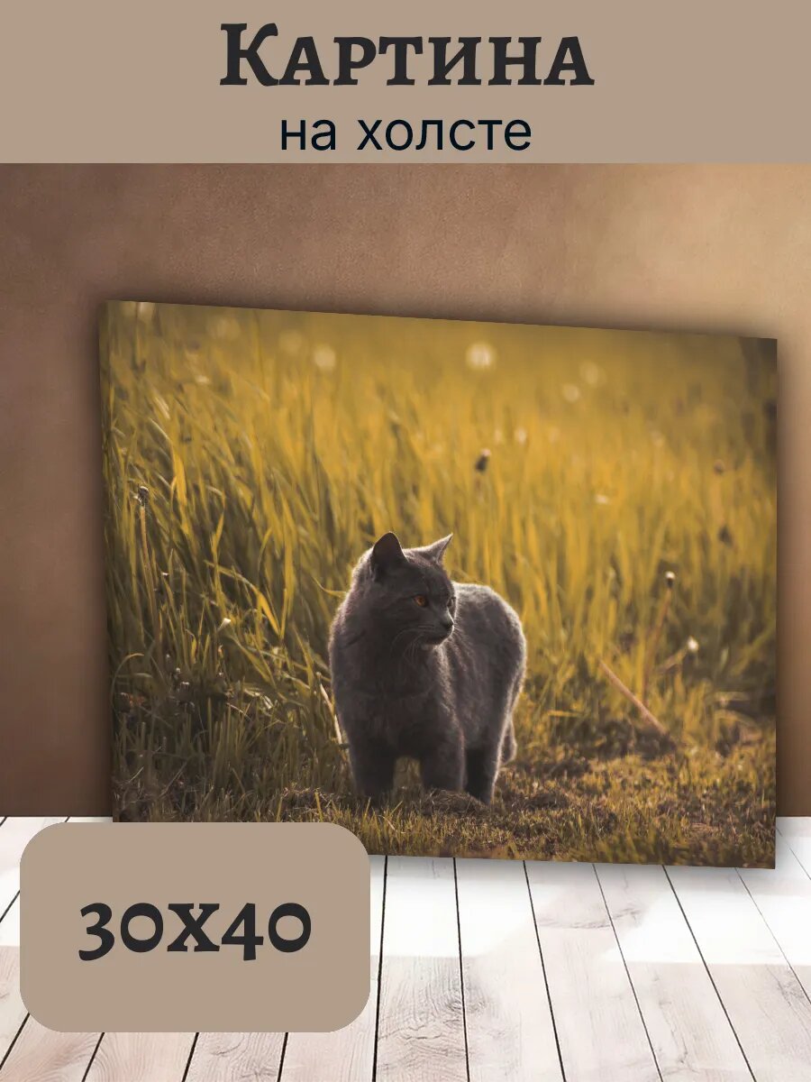 Картина Кот Кошка Cat 30x40 серый пушистый в траве