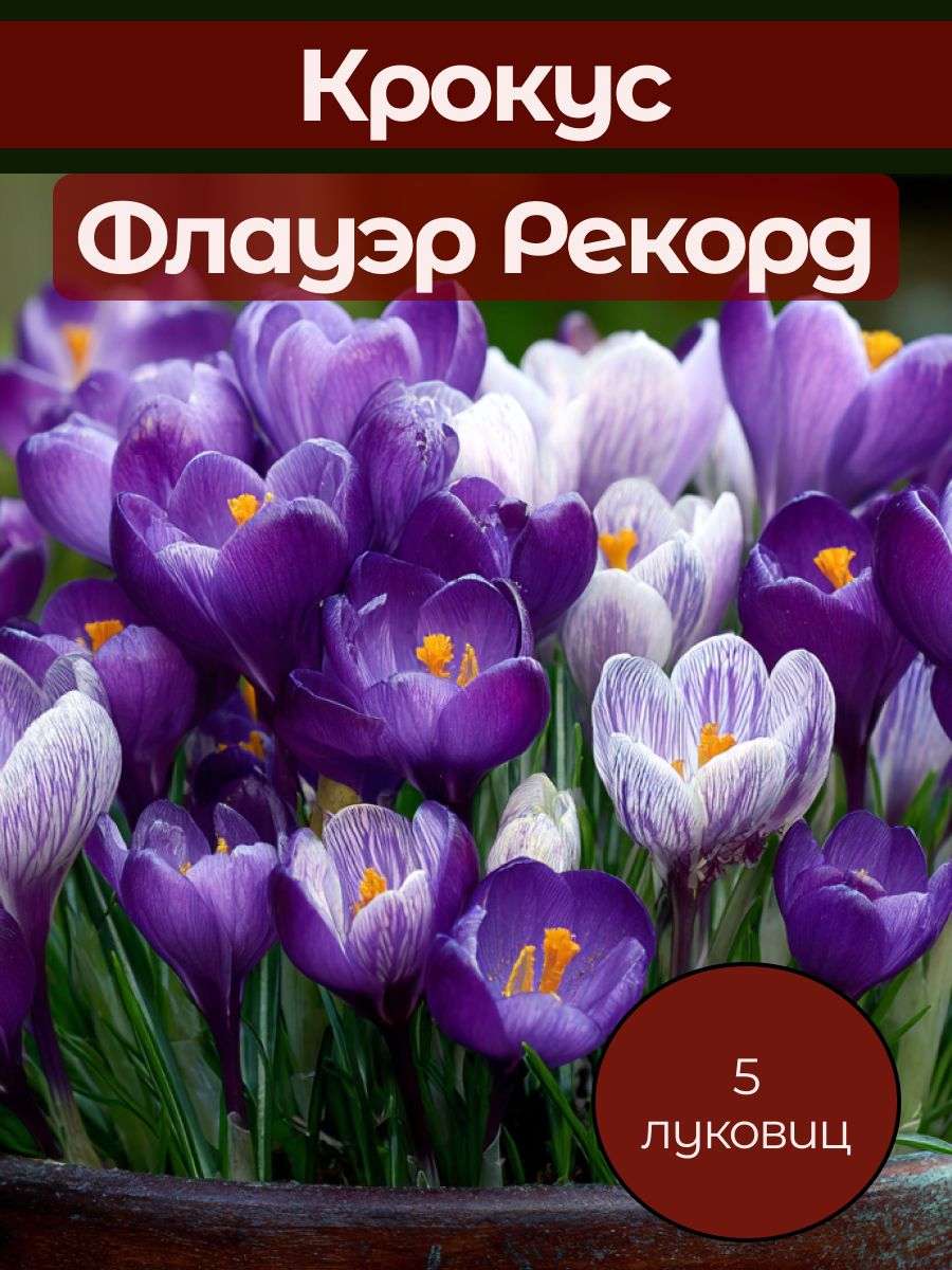 Луковицы Крокус Флауэр Рекорд 5 шт