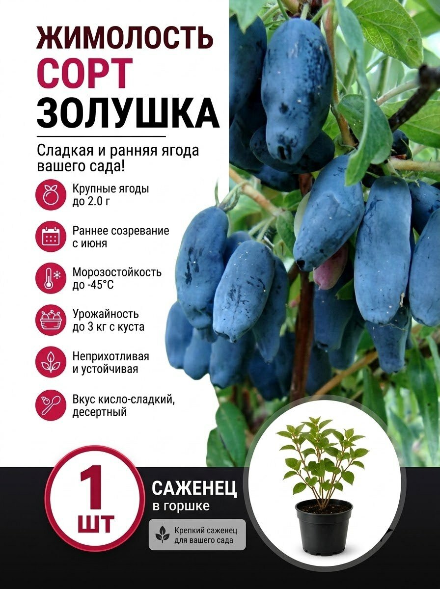 Жимолость Золушка Морозостойкая