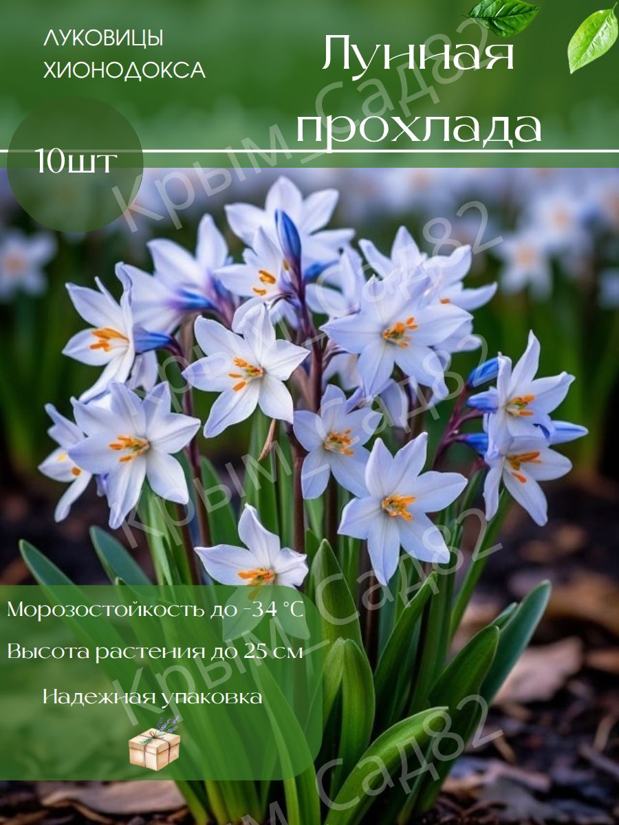 ЛУковицы Хионодоксы (Пролиска)