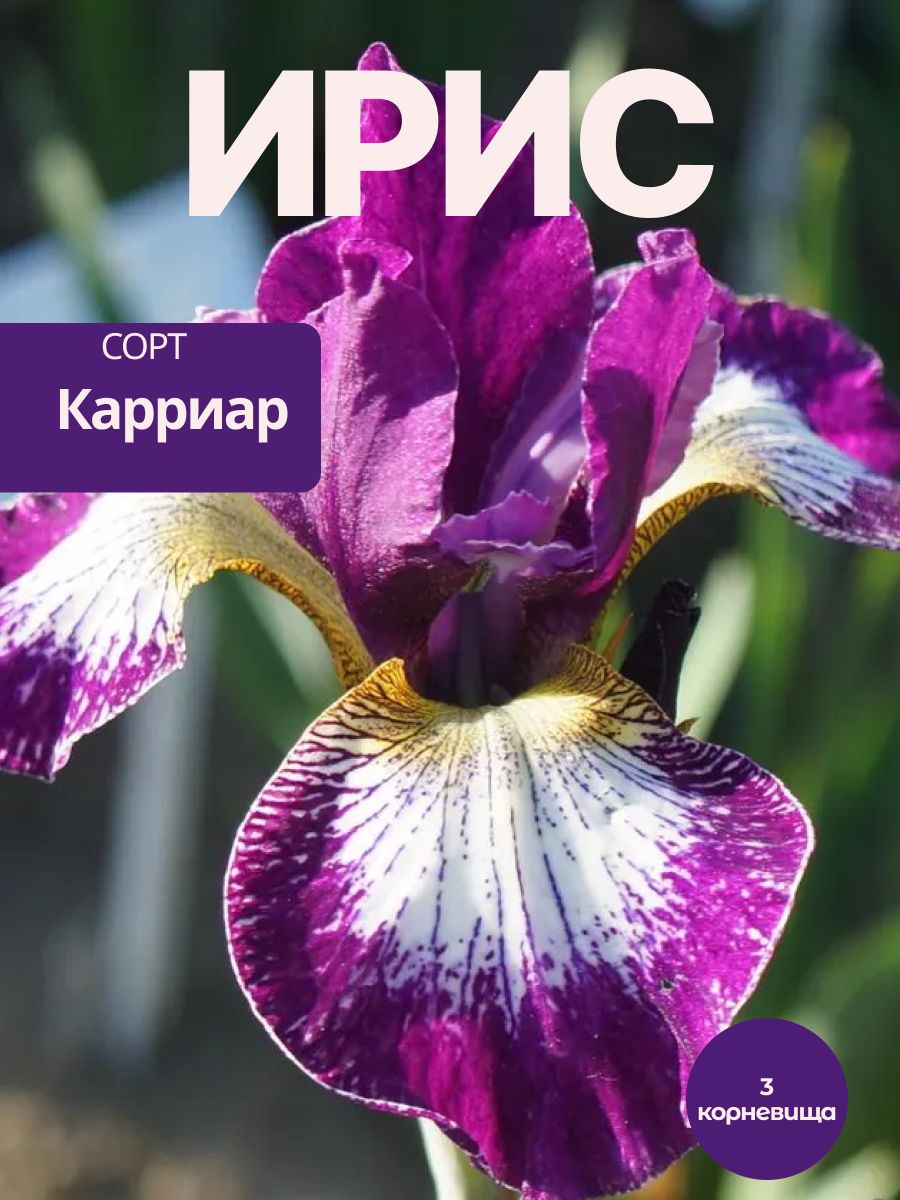 Ирис Карриар, корневище 3 шт