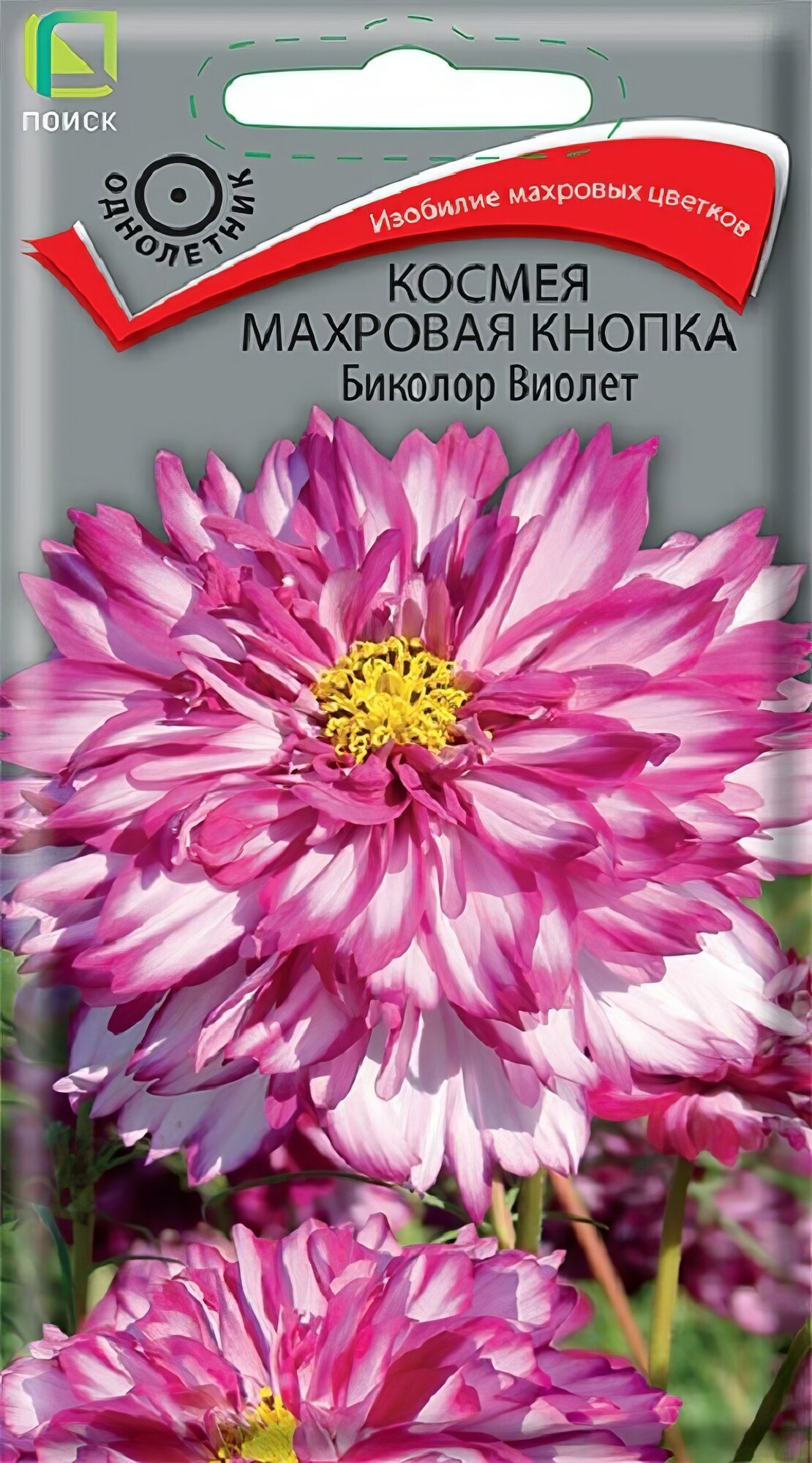 Семена цветов космея махровая кнопка Биколор Виолет