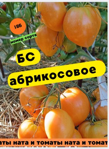 Семена томата Бычье сердце Абрикосовое, Коллекционный сорт 10 шт