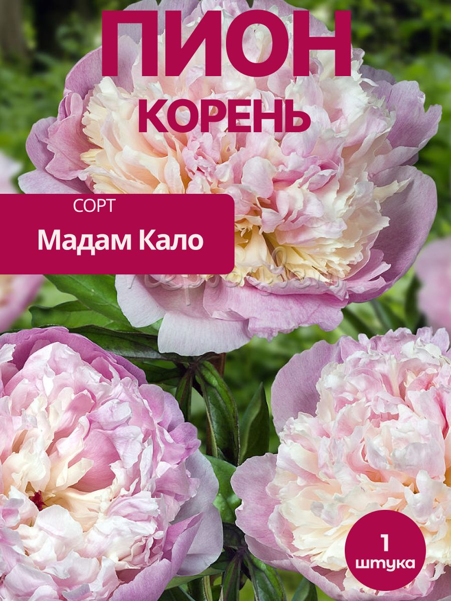 Пион Мадам Кало корень 1 шт