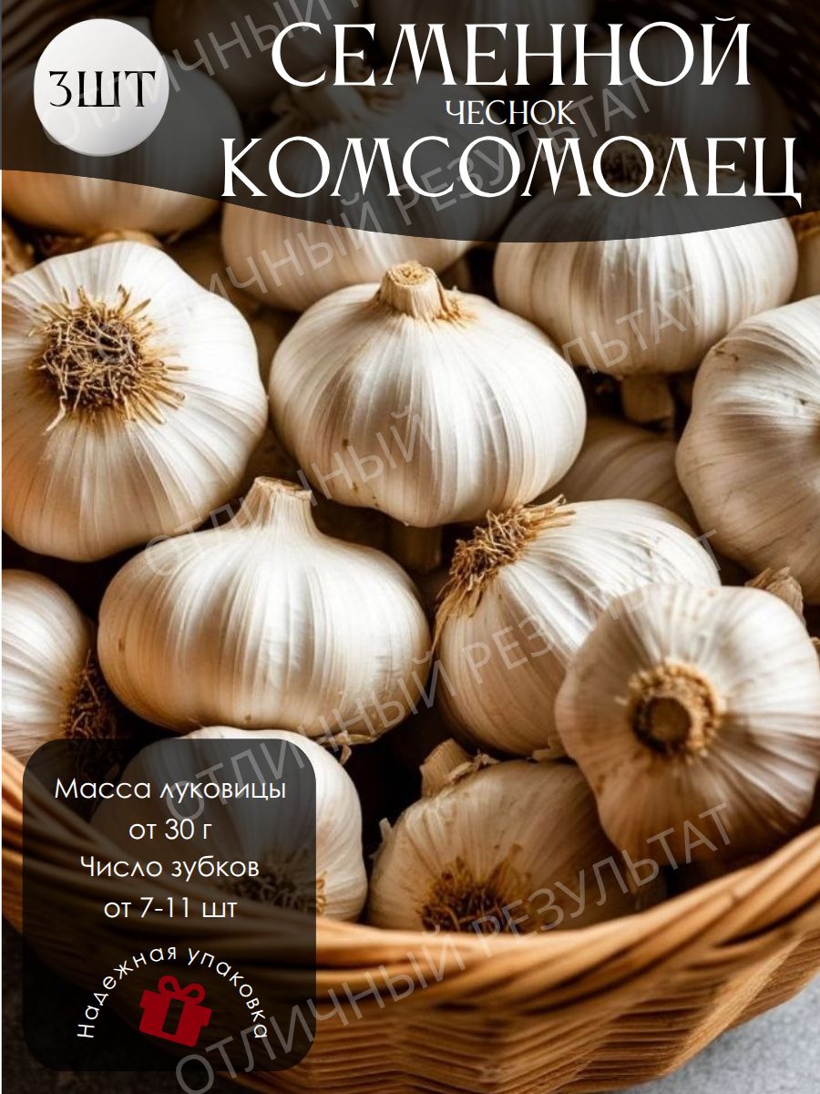 Семенной Чеснок