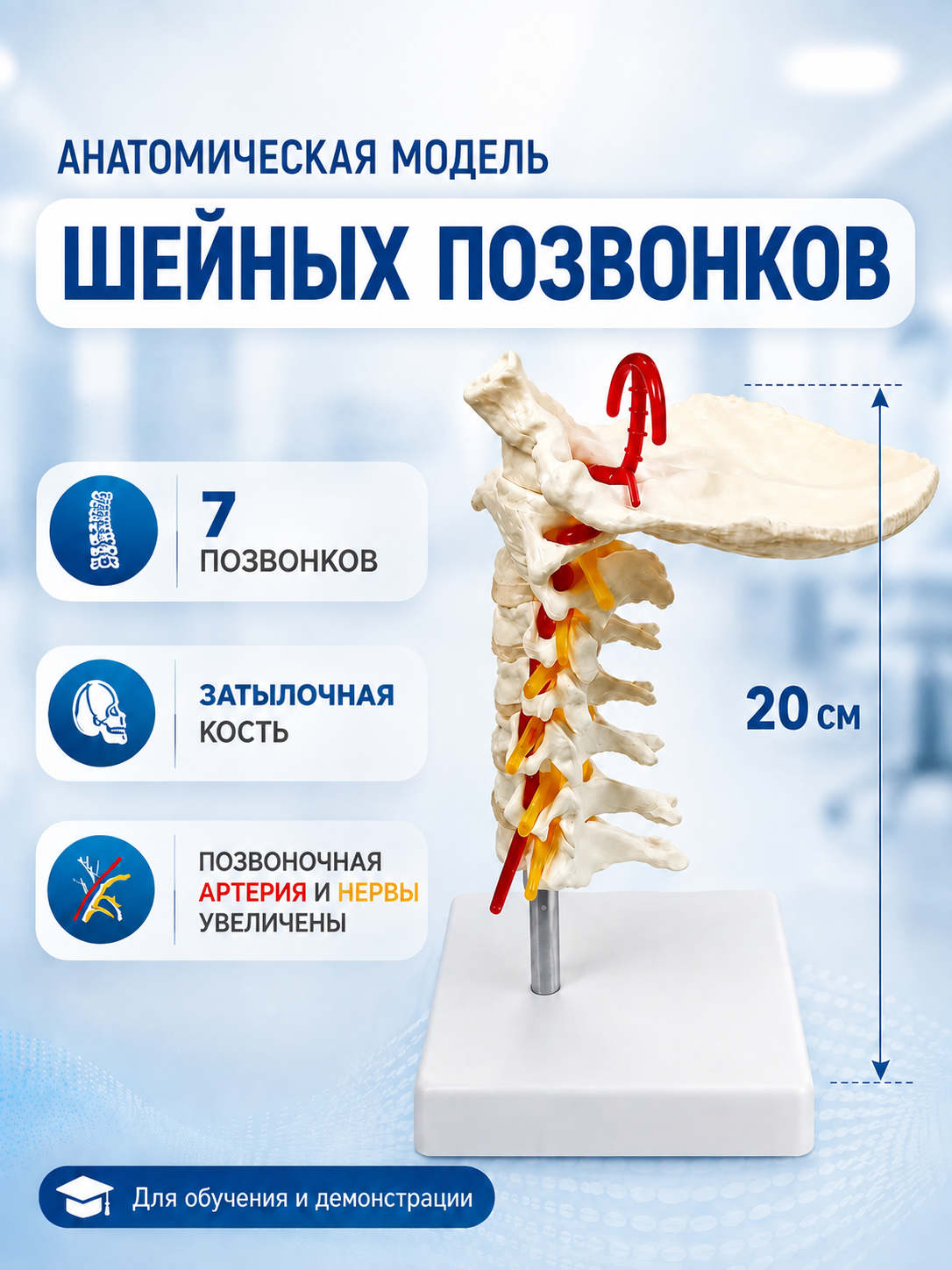 Анатомическая модель шейных позвонков с затылочной костью 7 шт взрослого человека