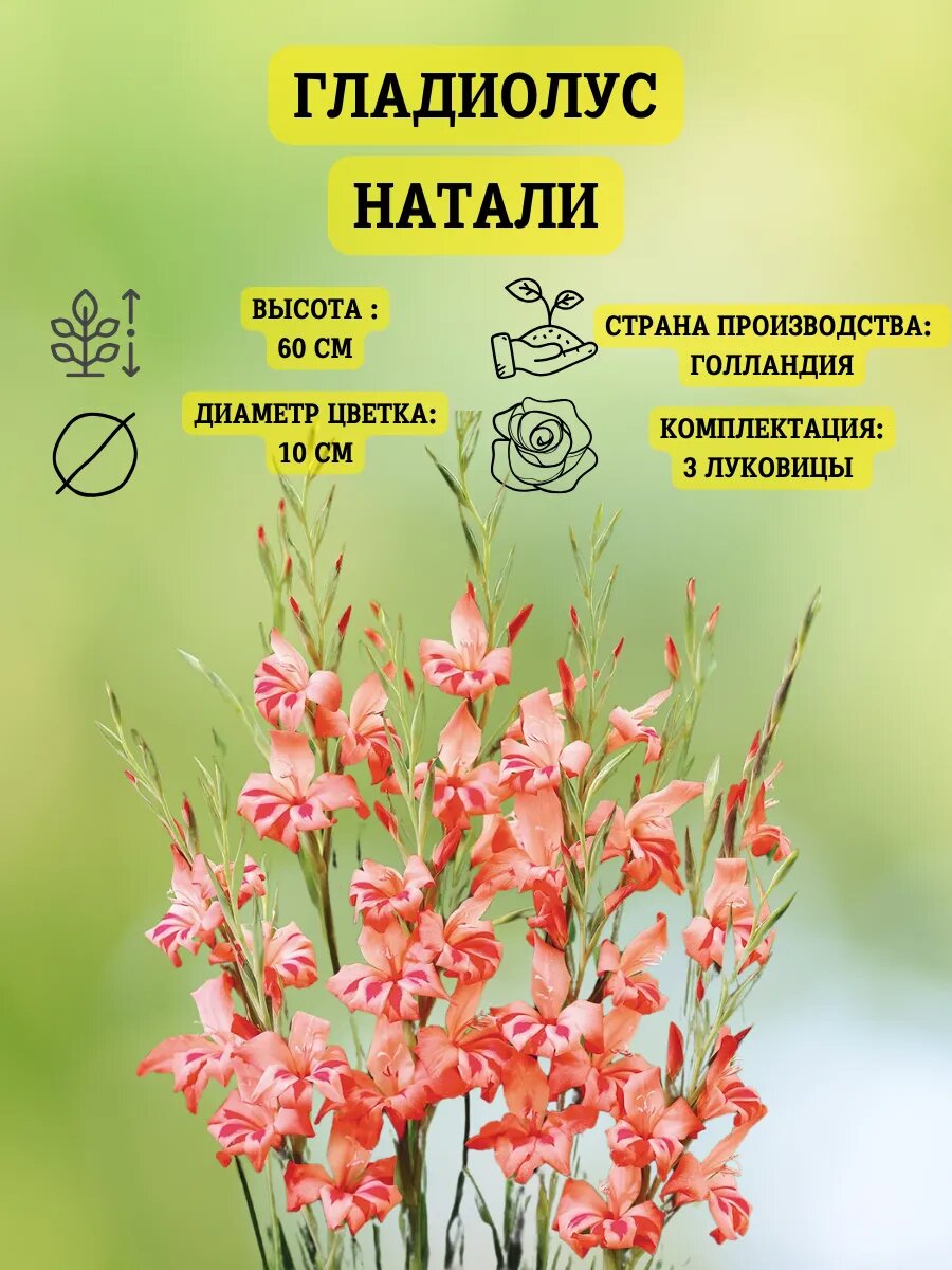 Луковицы гладиолуса