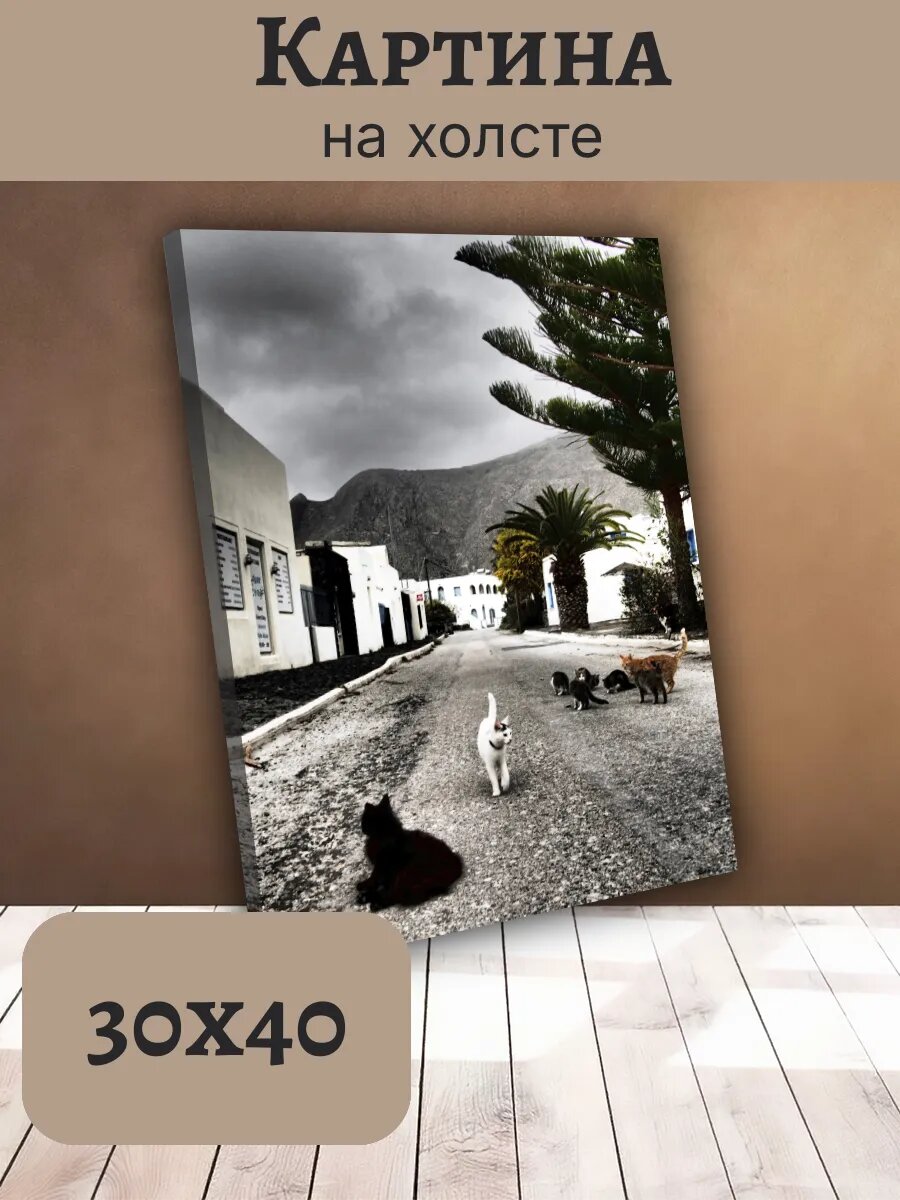 Картина Постер Кот Кошка Cat 30x40 улица с белыми