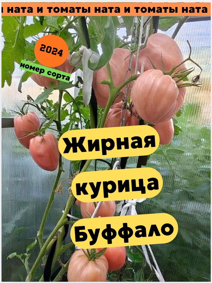 Коллекционные семена томатов Жирная курица Буффало10 шт