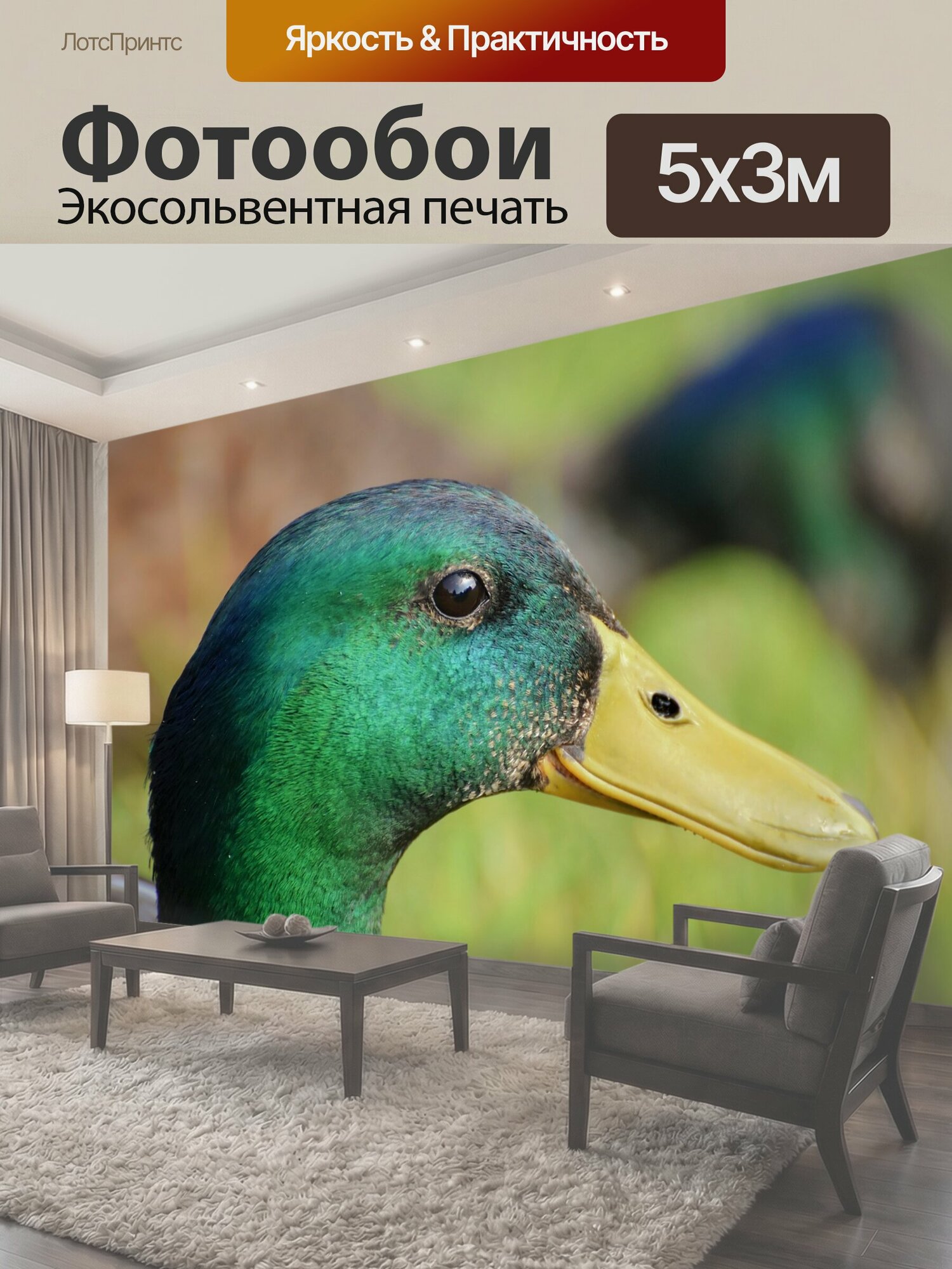 Фотообои "Утка, селезень, кряква" 500x300 см. экосольвентная печать