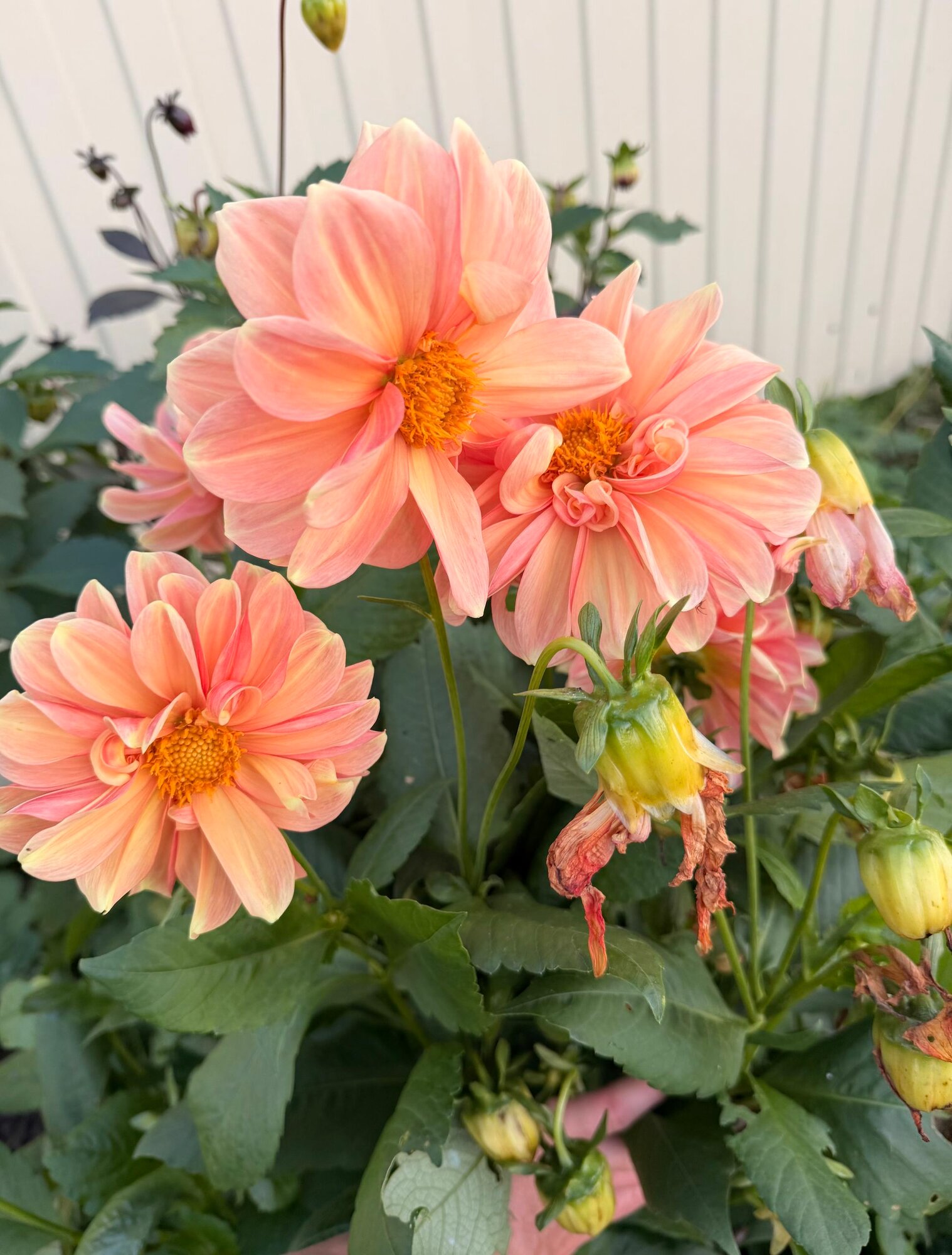Георгина Преференс (Dahlia Mistence) огромные клубни (1 шт.)
