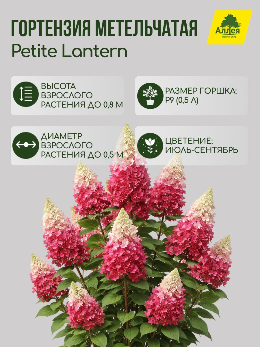 Гортензия метельчатая Petite Lantern P9