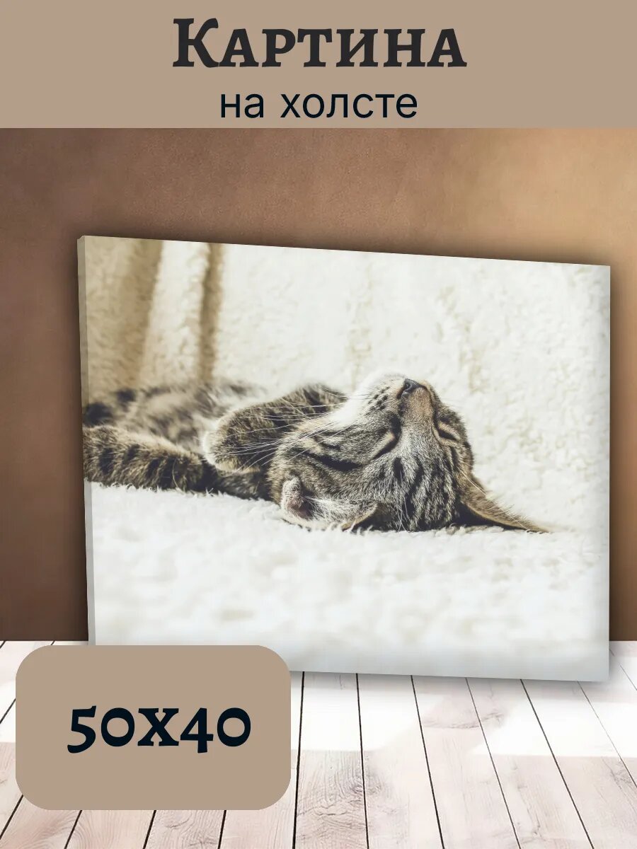 Картина Кот Кошка Cat 40x50 спящий полосатый кот на белом