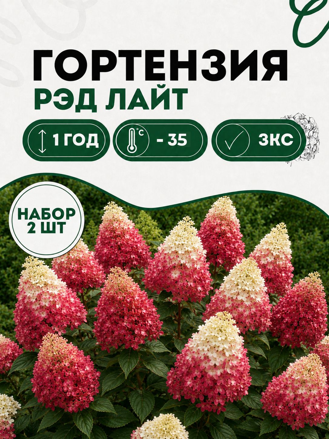 Гортензия P9 Ред Лайт 2 шт. Саженец с ЗКС в горшке! Идеально для сада!