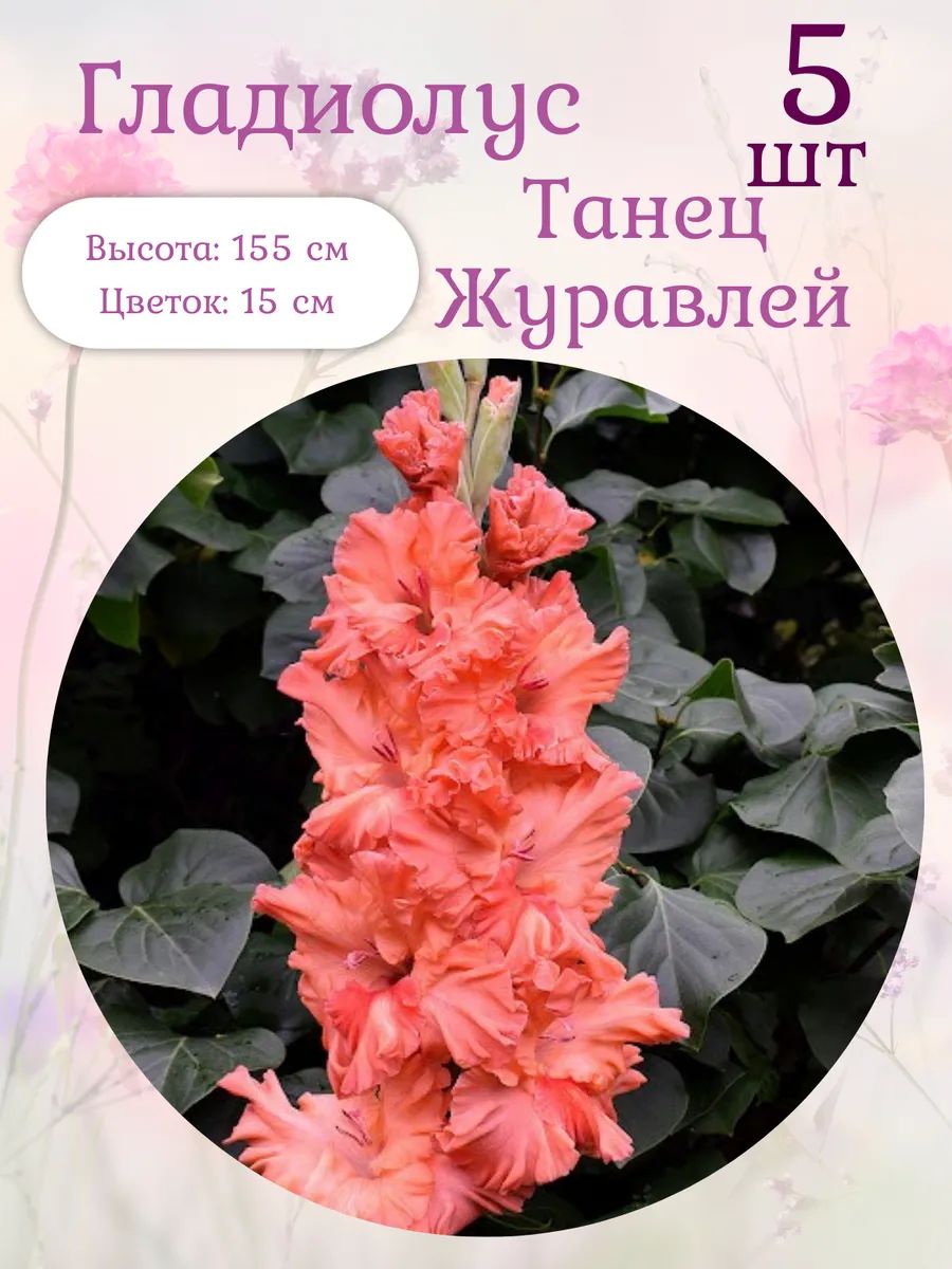 Гладиолус махровый, многолетние цветы, луковицы 5 штук