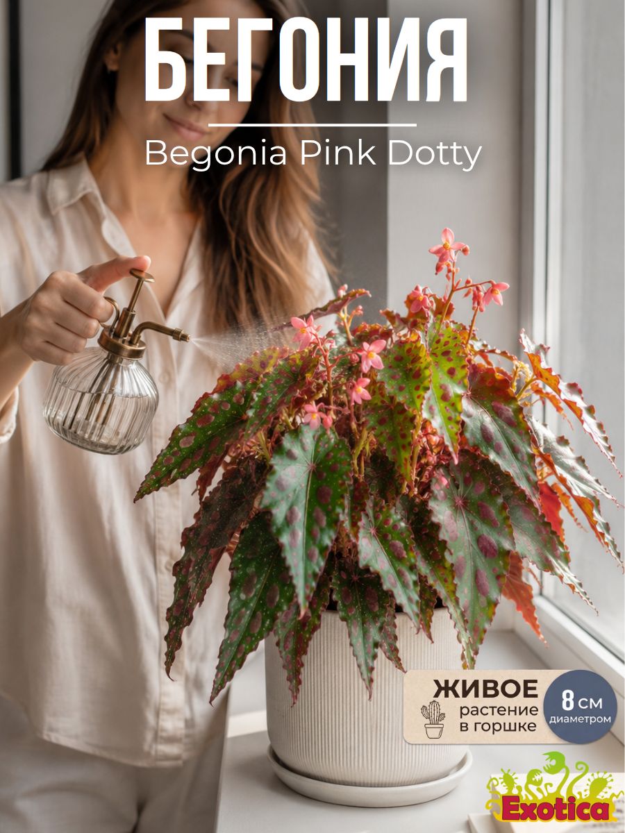Бегония Пинк Дотти (Begonia Pink Dotty) D8см, комнатный цветок